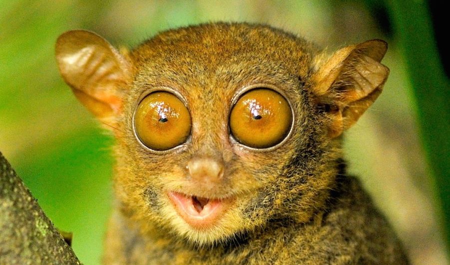 What! Pluck Out Your Eye? – remadepreacher